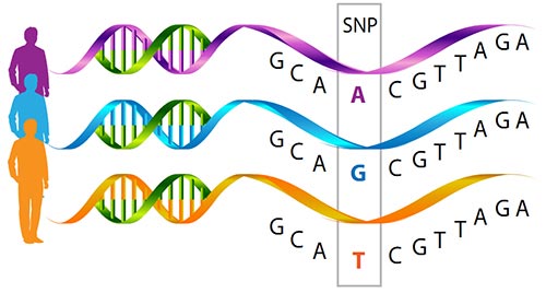 Genotyping Pyrosequencing Lab